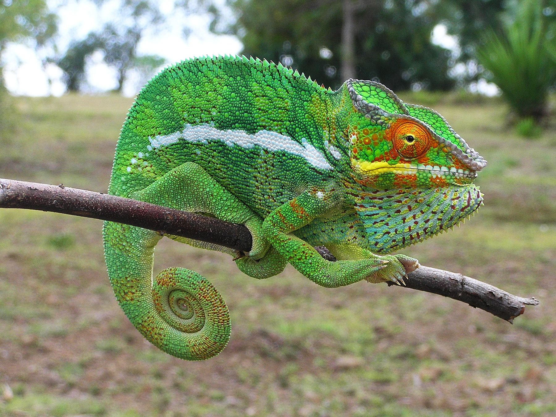 Neue Tiere und Pflanzen in der heimischen Natur | Dr. Mario Ludwig